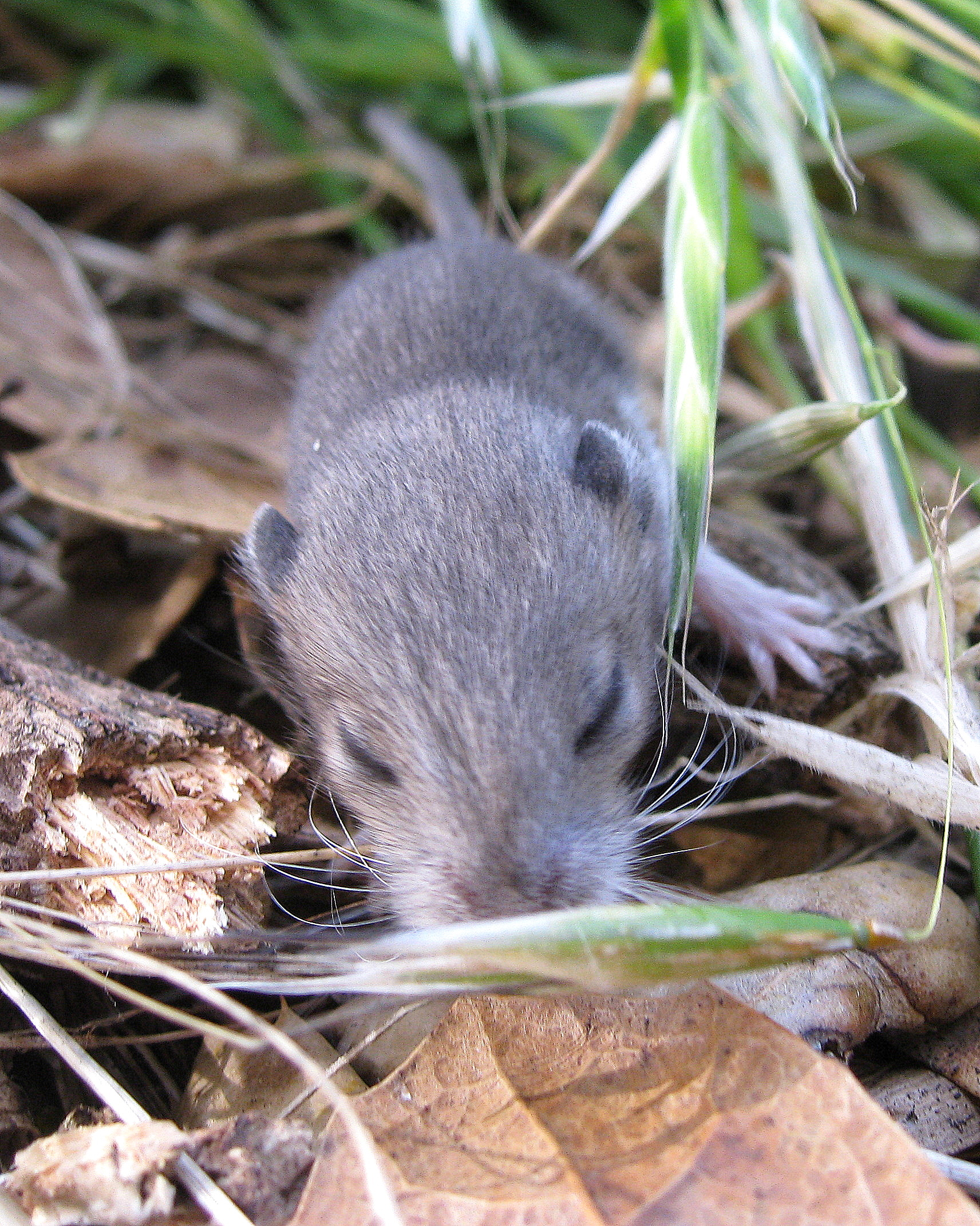 vole baby vole (and more owl pics) | feralzach